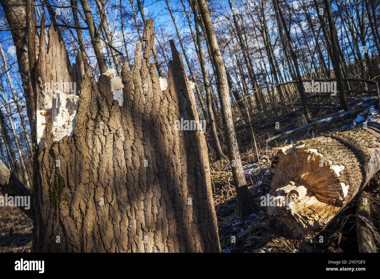 Felled in storm hi-res stock photography and images - Alamy