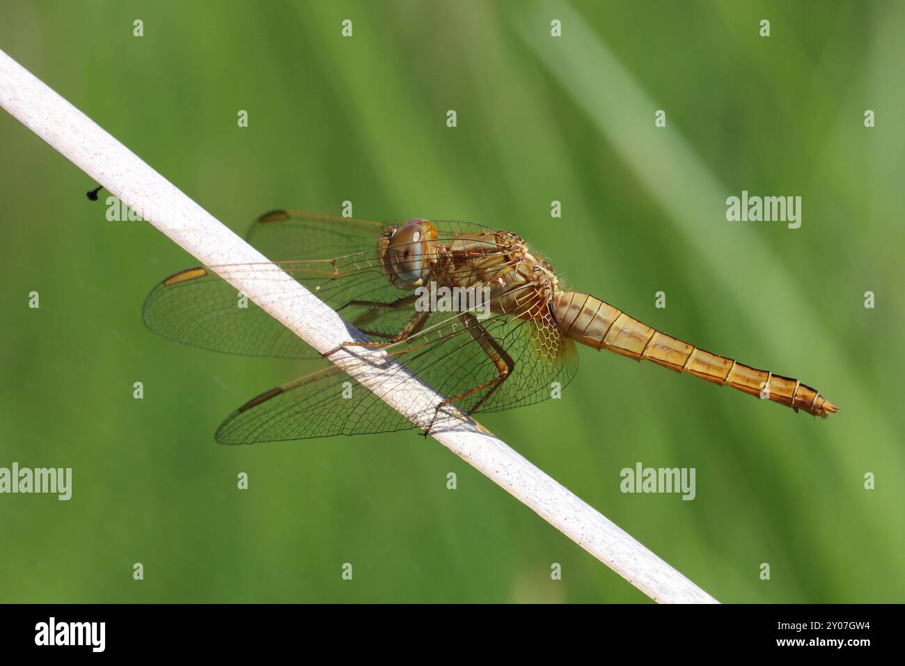 Scarlet firefly hi-res stock photography and images - Alamy