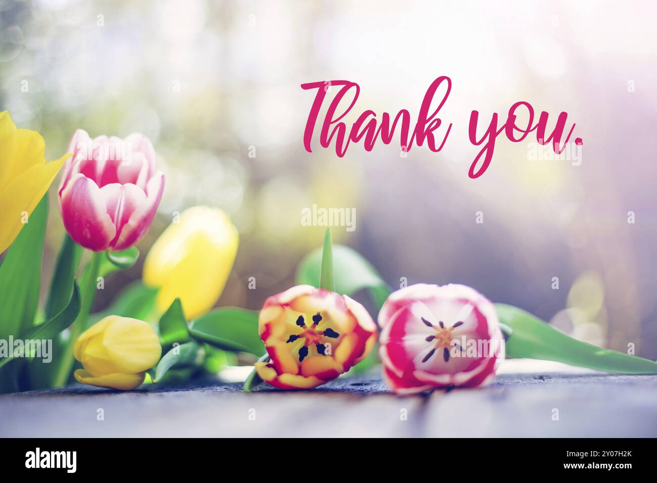 Thank you: Spring flowers (tulips) are lying on a rustic wood table ...