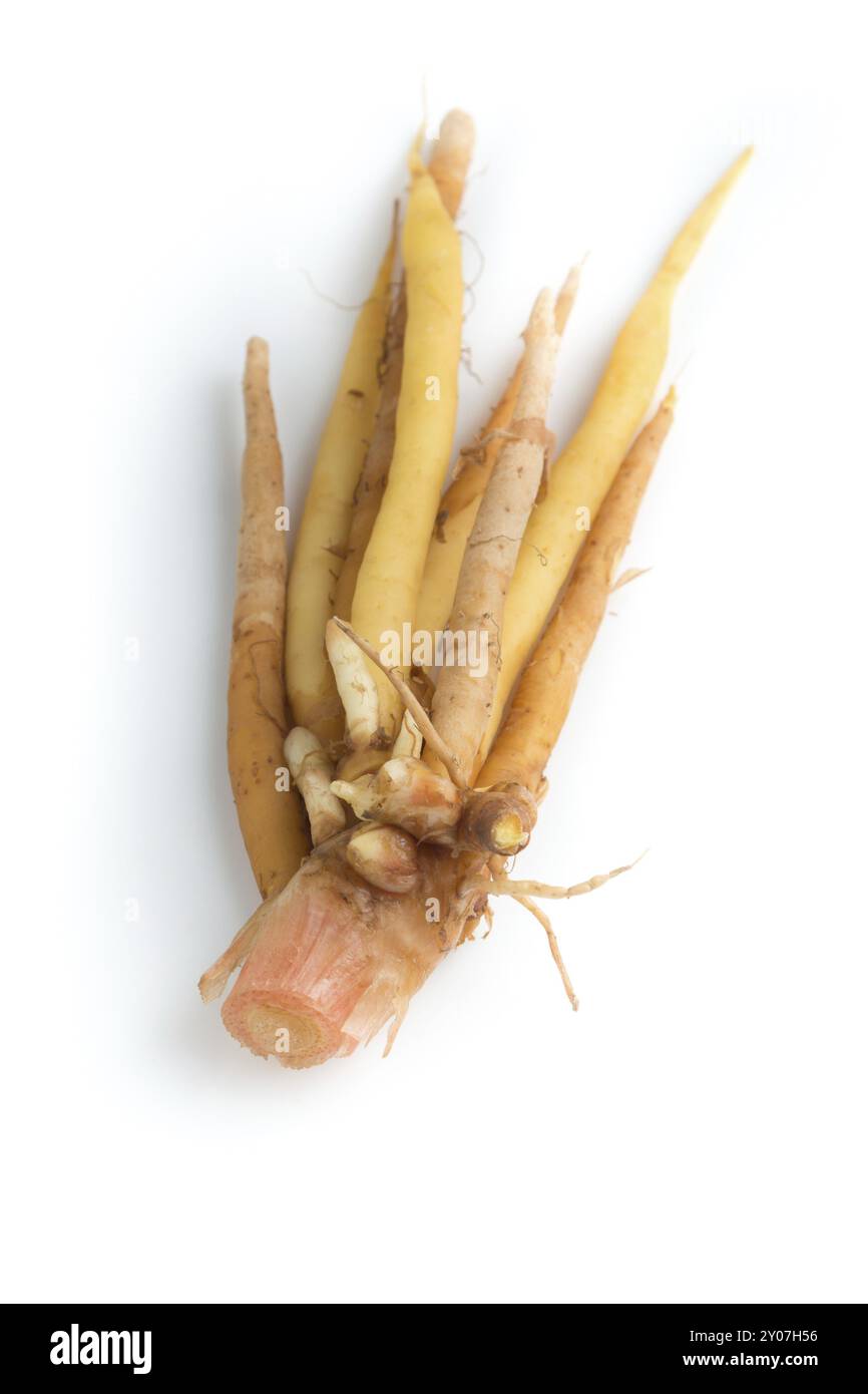 Fingerroot isolated on white background Stock Photo - Alamy