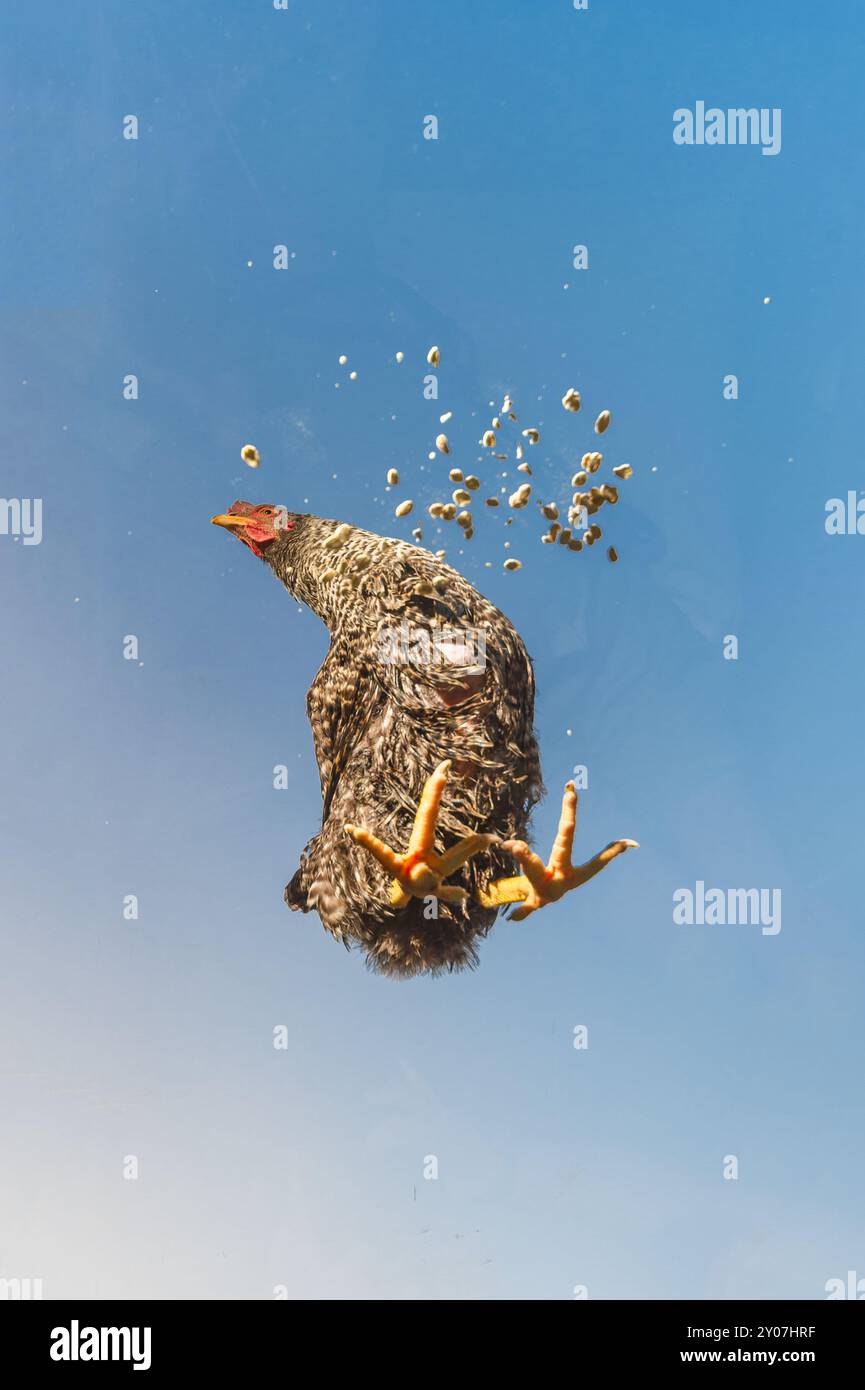 Chicken from below Stock Photo - Alamy