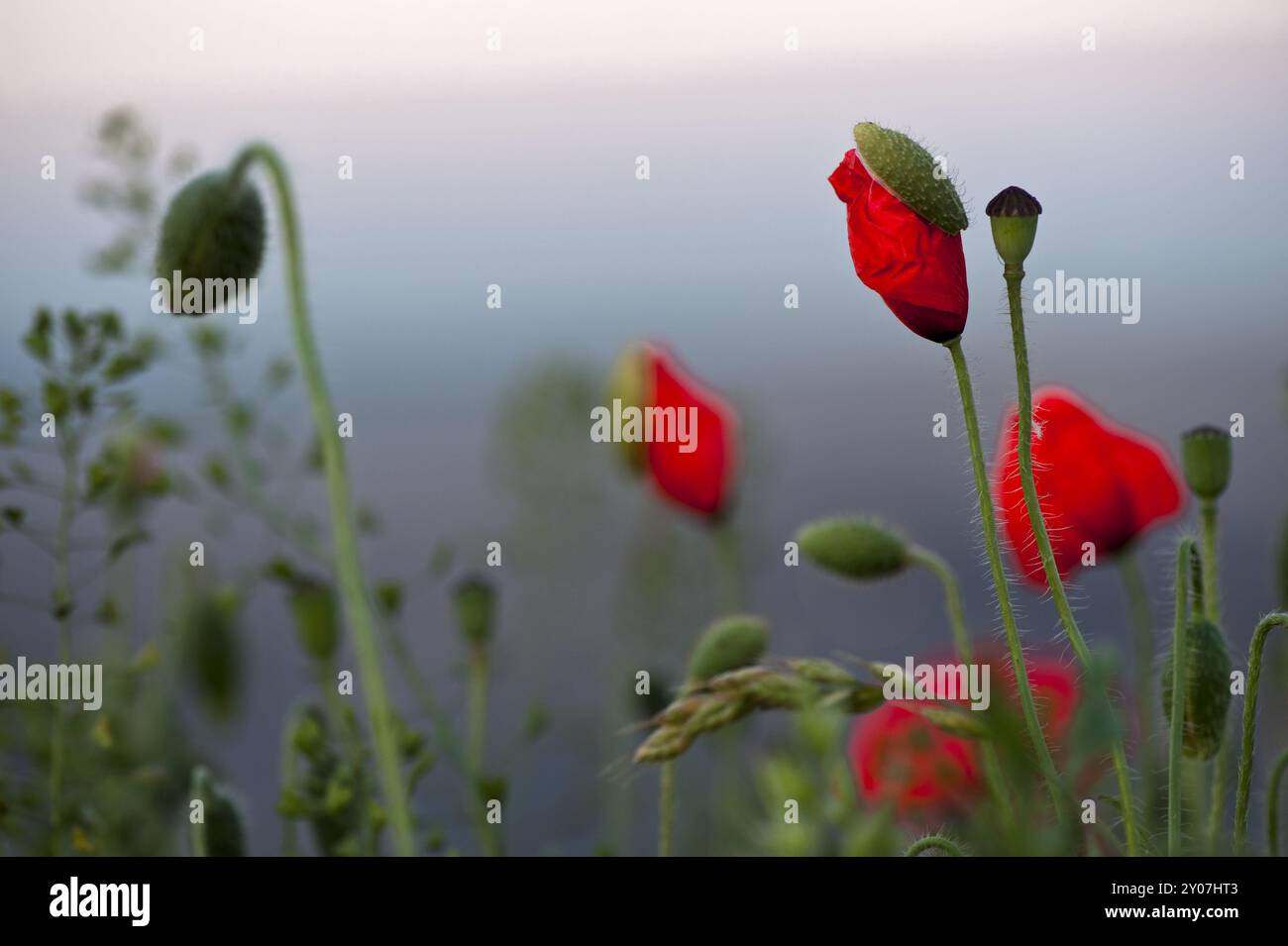 Closed common poppy hi-res stock photography and images - Alamy