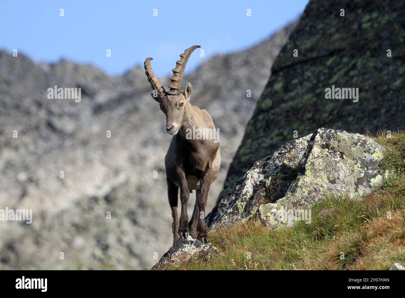 Ibexs habitat hi-res stock photography and images - Alamy