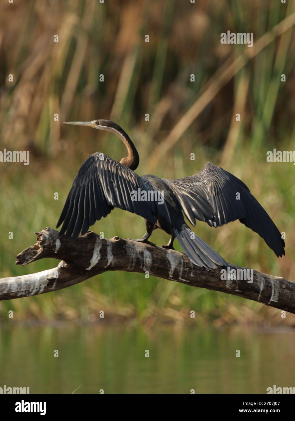 African darter (Anhinga melanogaster rufa) spreads its wings to dry ...