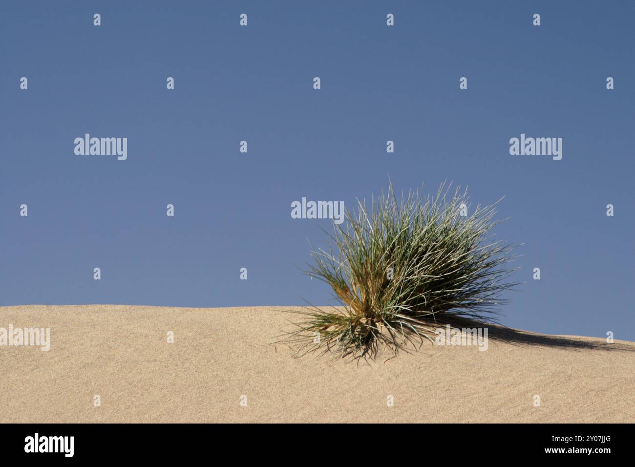 Grass in the desert in Namibia Stock Photo - Alamy