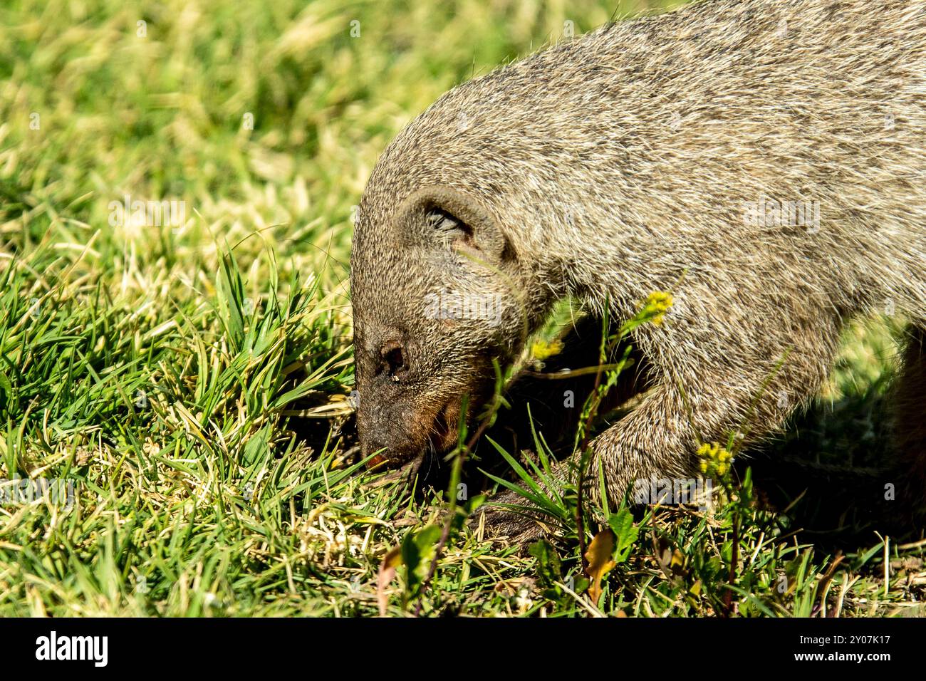 A banded mongoose with a red nose burrows , hunting for insects in the ...