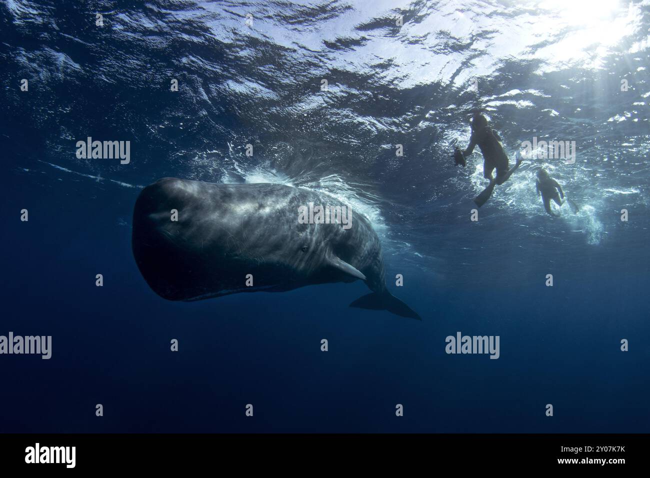 Sperm whale near the surface. Diving with whales. The biggest teeth ...