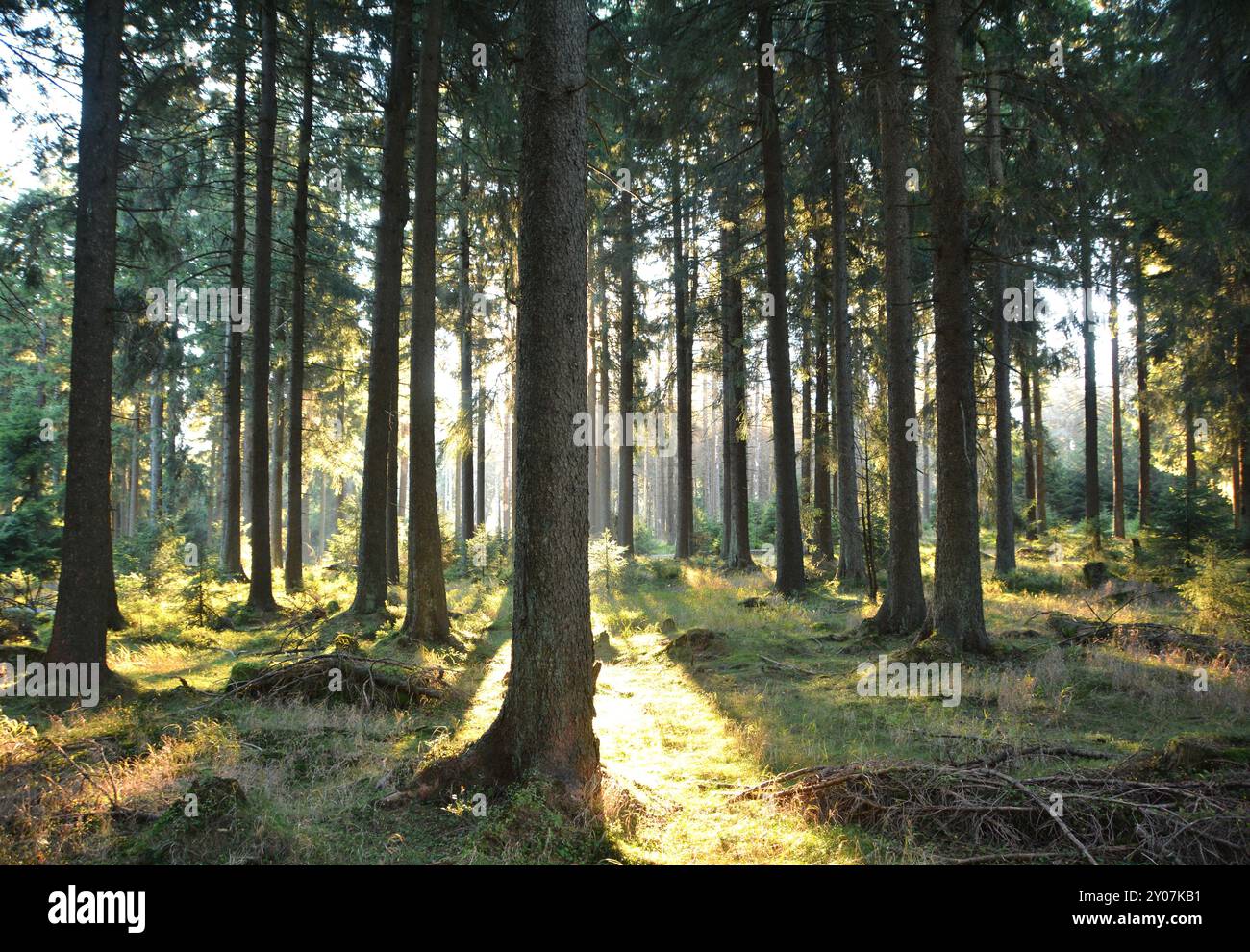 Forest in the Harz National Park at the foot of the Brocken Stock Photo ...
