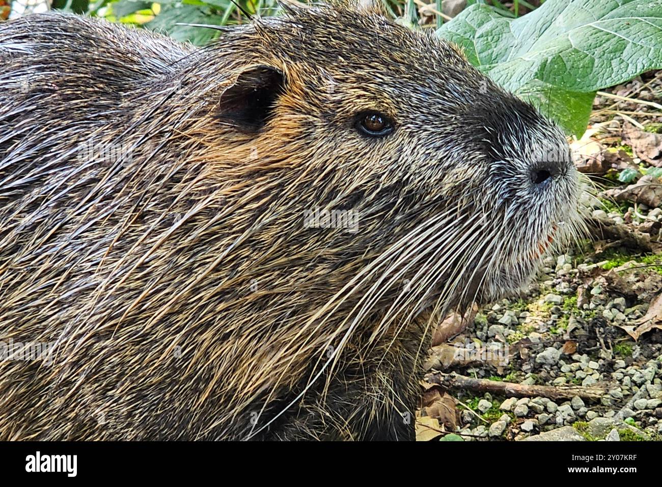 Nutria nahaufnahme hi-res stock photography and images - Alamy