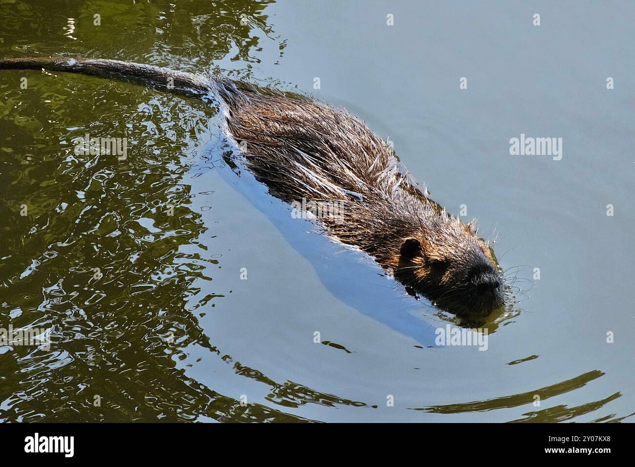 Trier Themenfoto: Natur, Tier, Nutria, 01.09.2024 Ein im Wasser ...