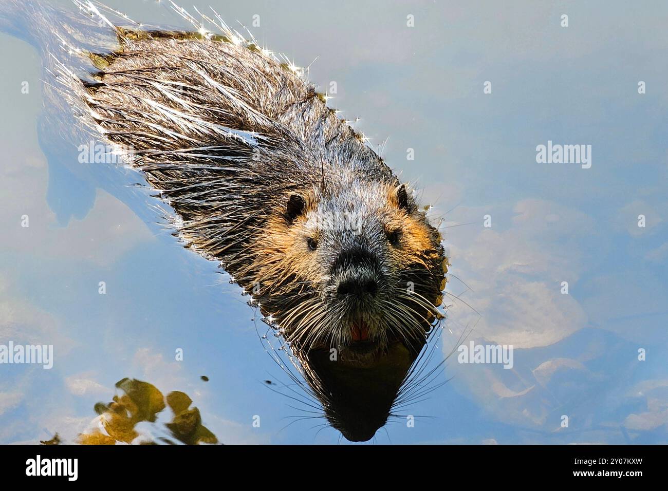 Trier Themenfoto: Natur, Tier, Nutria, 01.09.2024 Ein im Wasser ...