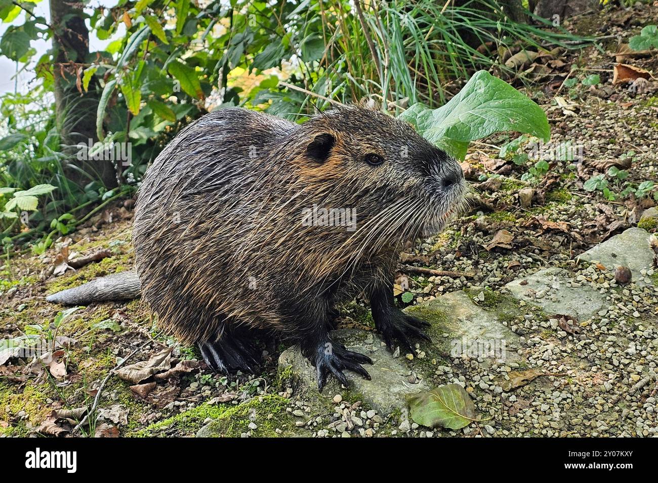 Trier Themenfoto: Natur, Tier, Nutria, 01.09.2024 Ein Nutria Myocastor ...