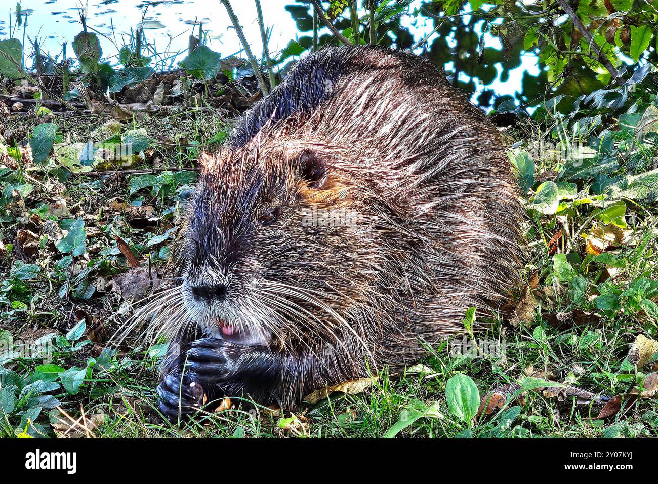 Trier Themenfoto: Natur, Tier, Nutria, 01.09.2024 Ein Nutria Myocastor ...