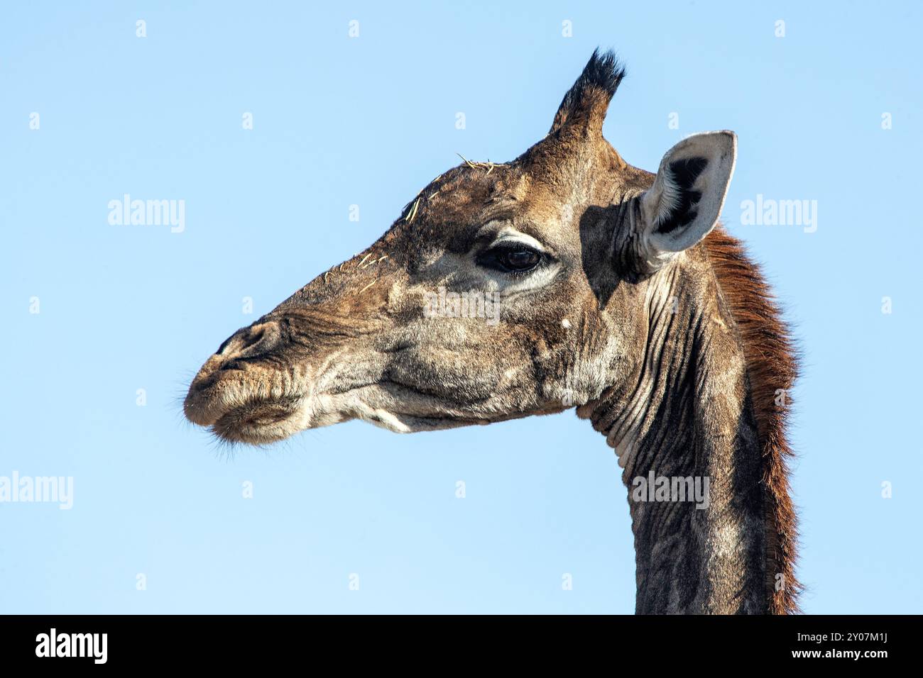 Side shot of a giraffe's head with mouth closed, showing thin horns ...