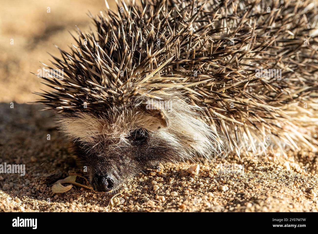A small, Southern African Hedgehog (Atelerix frontalis) searching for ...