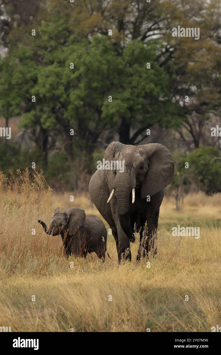 Elephant mother with cub in the Okavango Delta, Botswana, Africa Stock ...