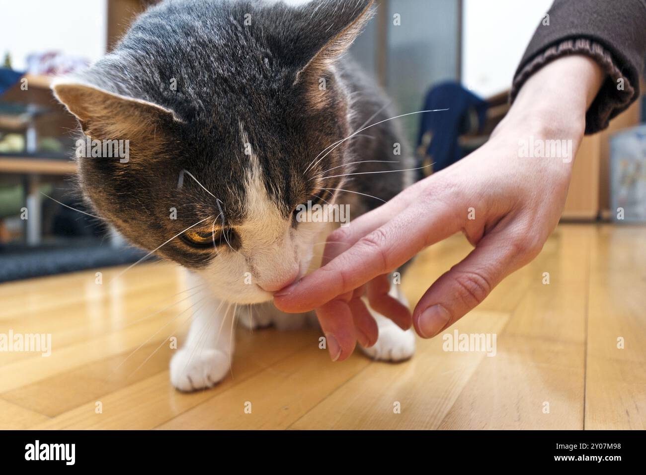 Cat and owner's hand Stock Photo - Alamy