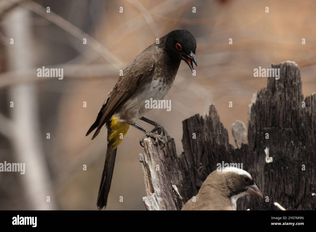 African red-eyed bulbul (Pycnonotus nigricans) in Etosha National Park ...