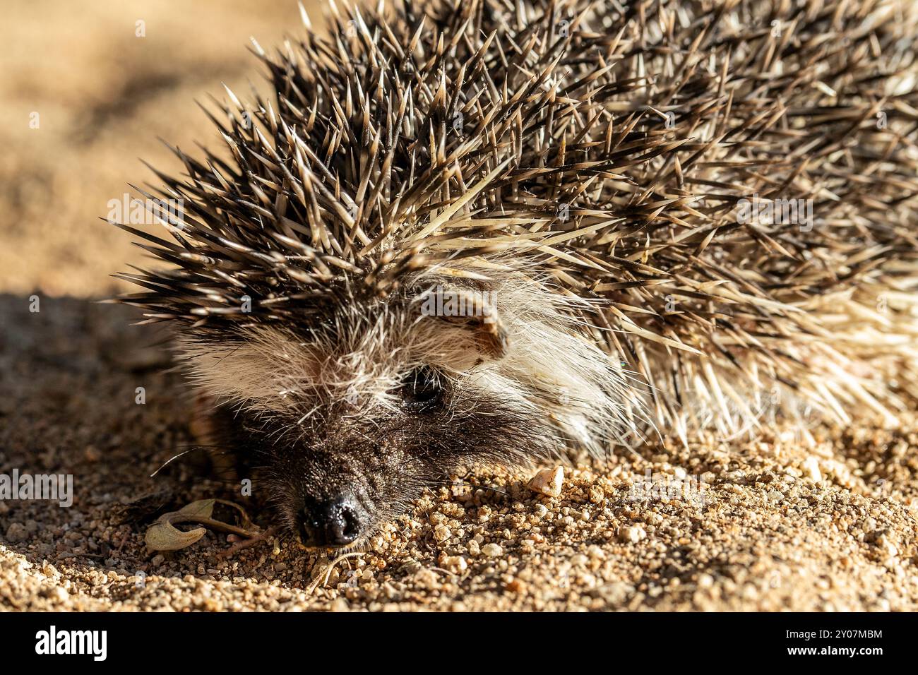 A small, Southern African Hedgehog (Atelerix frontalis) searching for ...