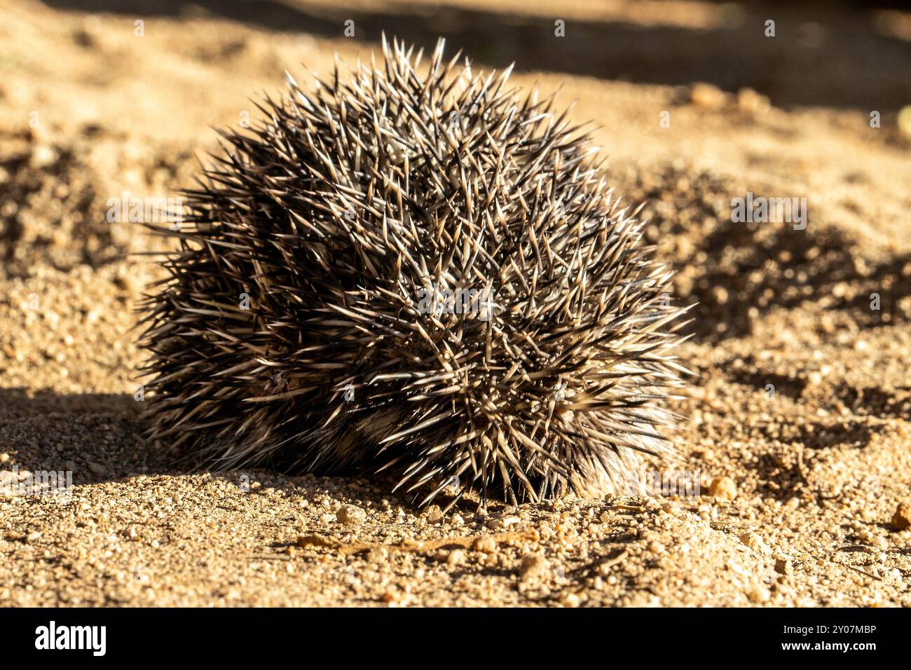 A small, Southern African Hedgehog (Atelerix frontalis) curled up into ...