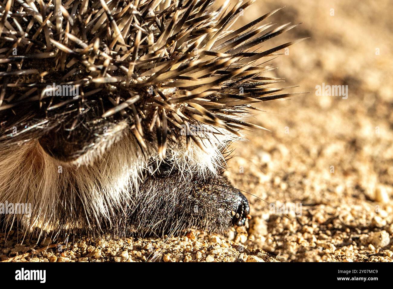 A small, Southern African Hedgehog (Atelerix frontalis) searching for ...
