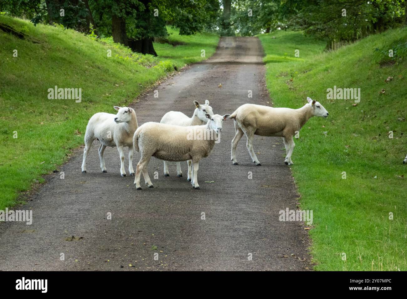 Sheep at Chirk Castle Stock Photo - Alamy