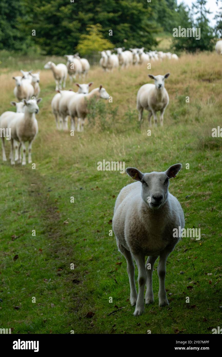 Sheep at Chirk Castle Stock Photo - Alamy