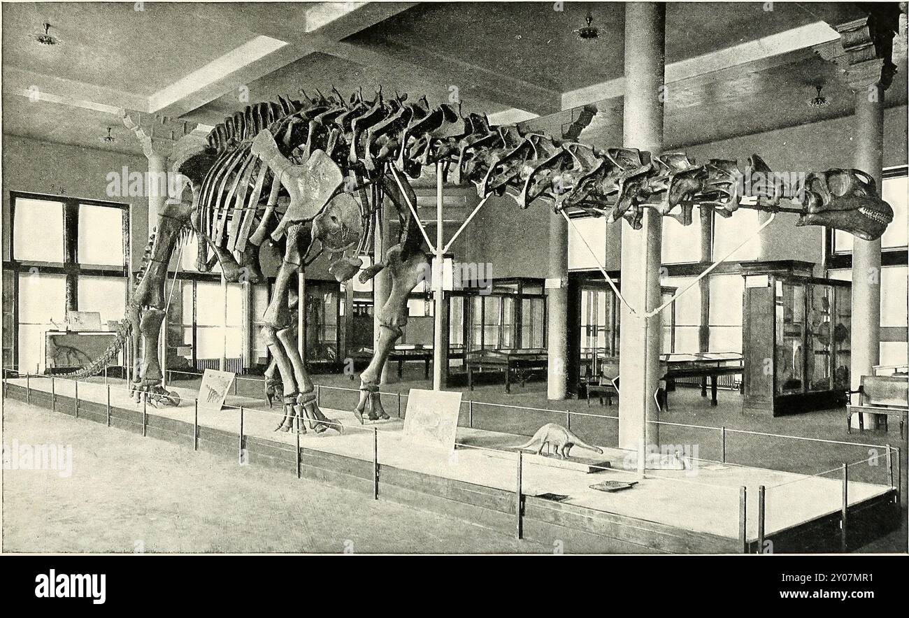 Brontosaurus Skeleton in the dinosaur Hall of the American Natural ...