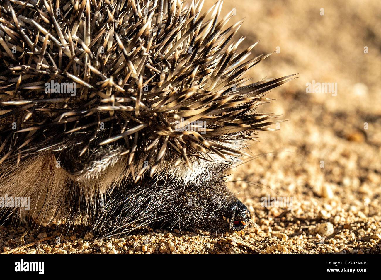 A small, Southern African Hedgehog (Atelerix frontalis) searching for ...
