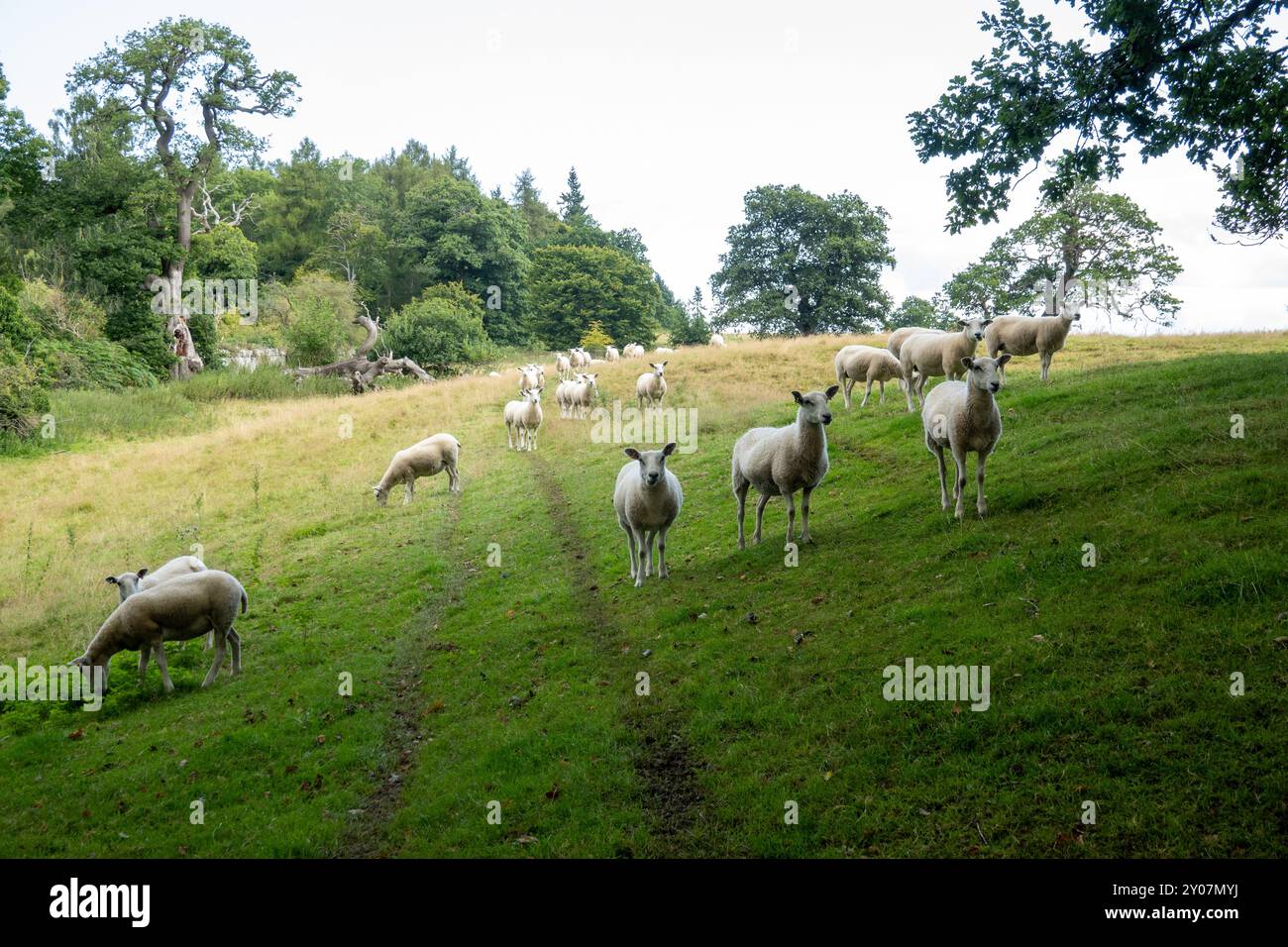 Sheep at Chirk Castle Stock Photo - Alamy