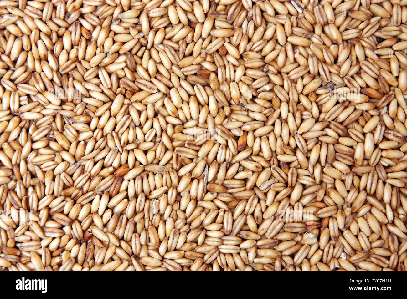 Oat seed hi-res stock photography and images - Alamy