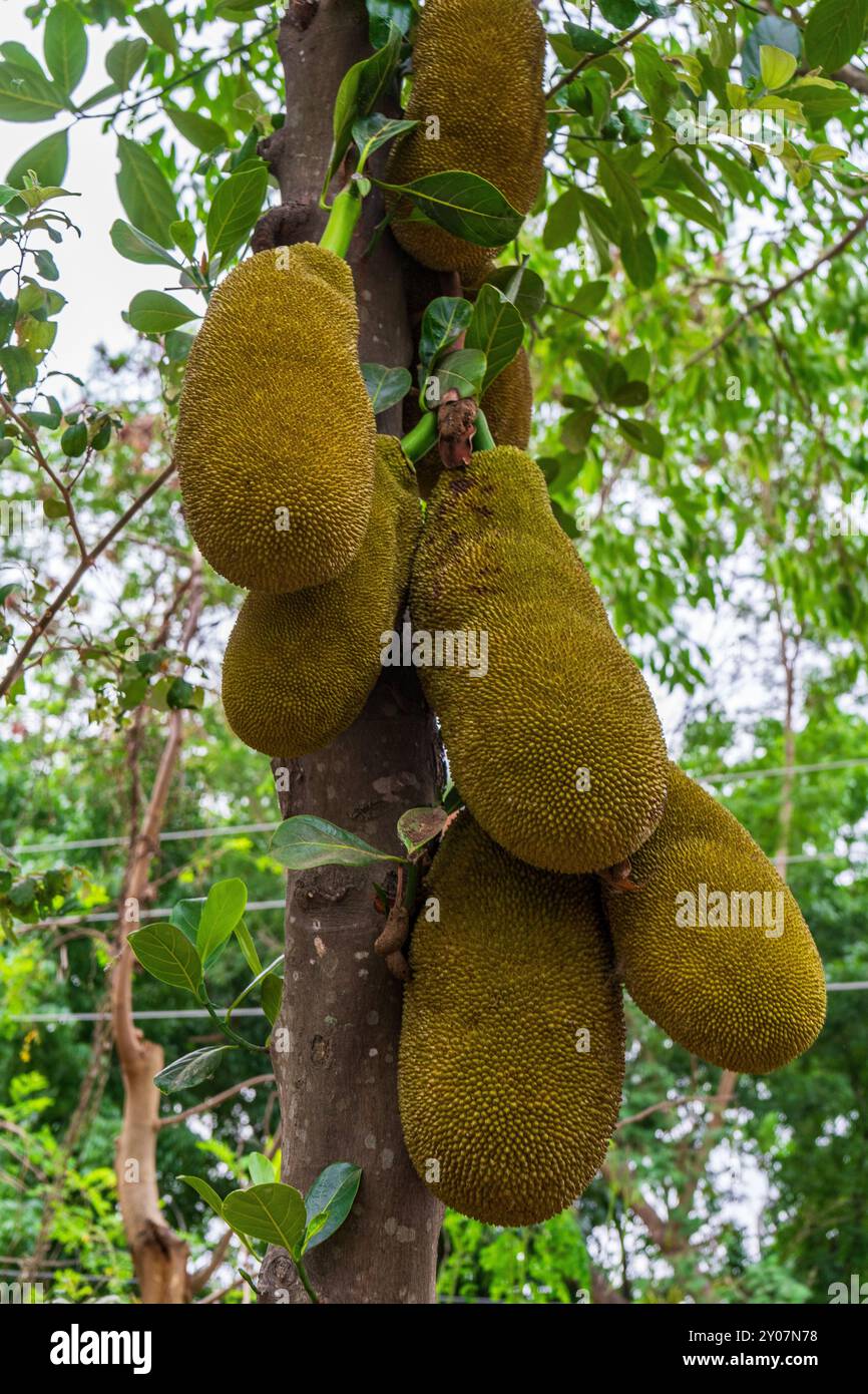 tree with large, spiky green jackfruits hanging from its branches ...