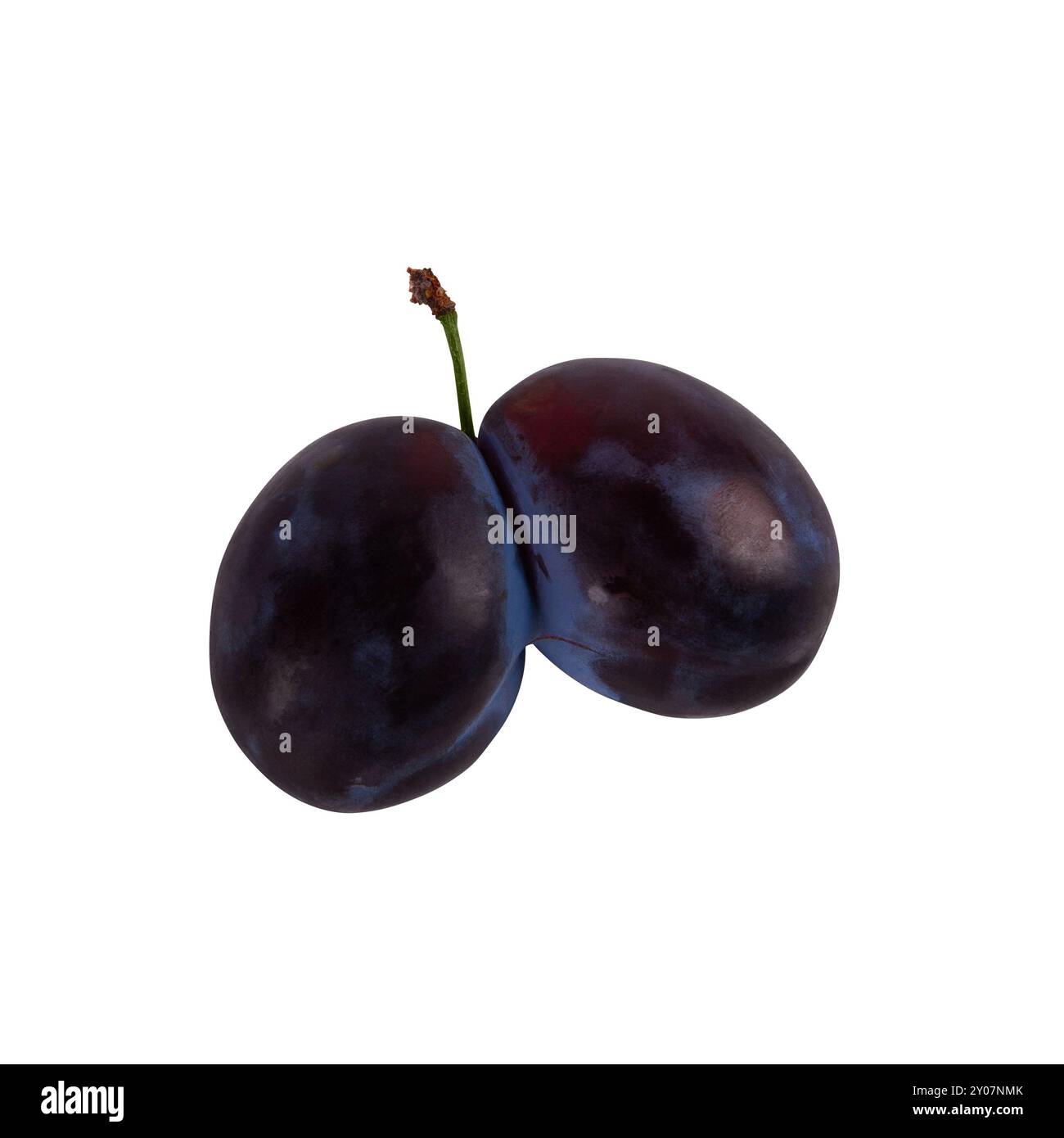 Pair of plums joined together as conjoined fruits set against white ...