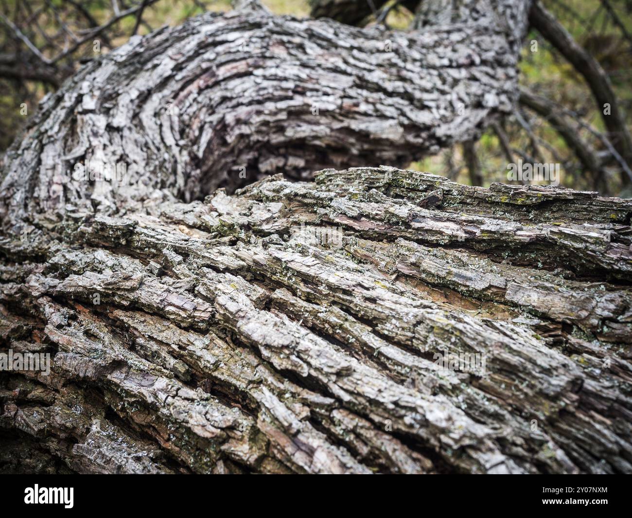 Dry bark of an old tree Stock Photo - Alamy