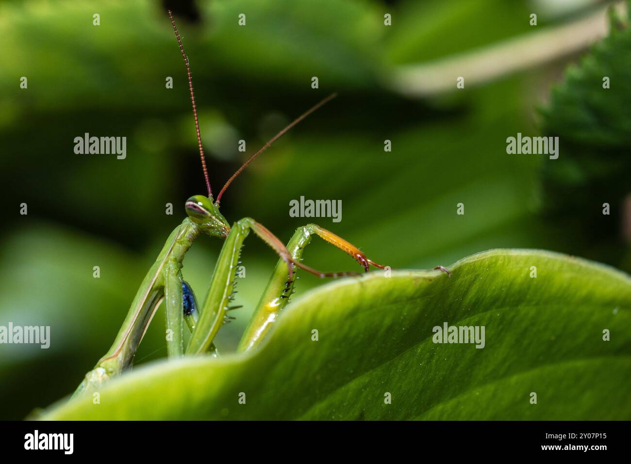 Leuthen, Germany. 01st Sep, 2024. A European praying mantis (Mantis ...