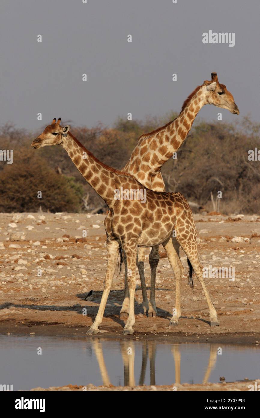 Giraffes at the waterhole in the Etosha National Park, Namibia ...
