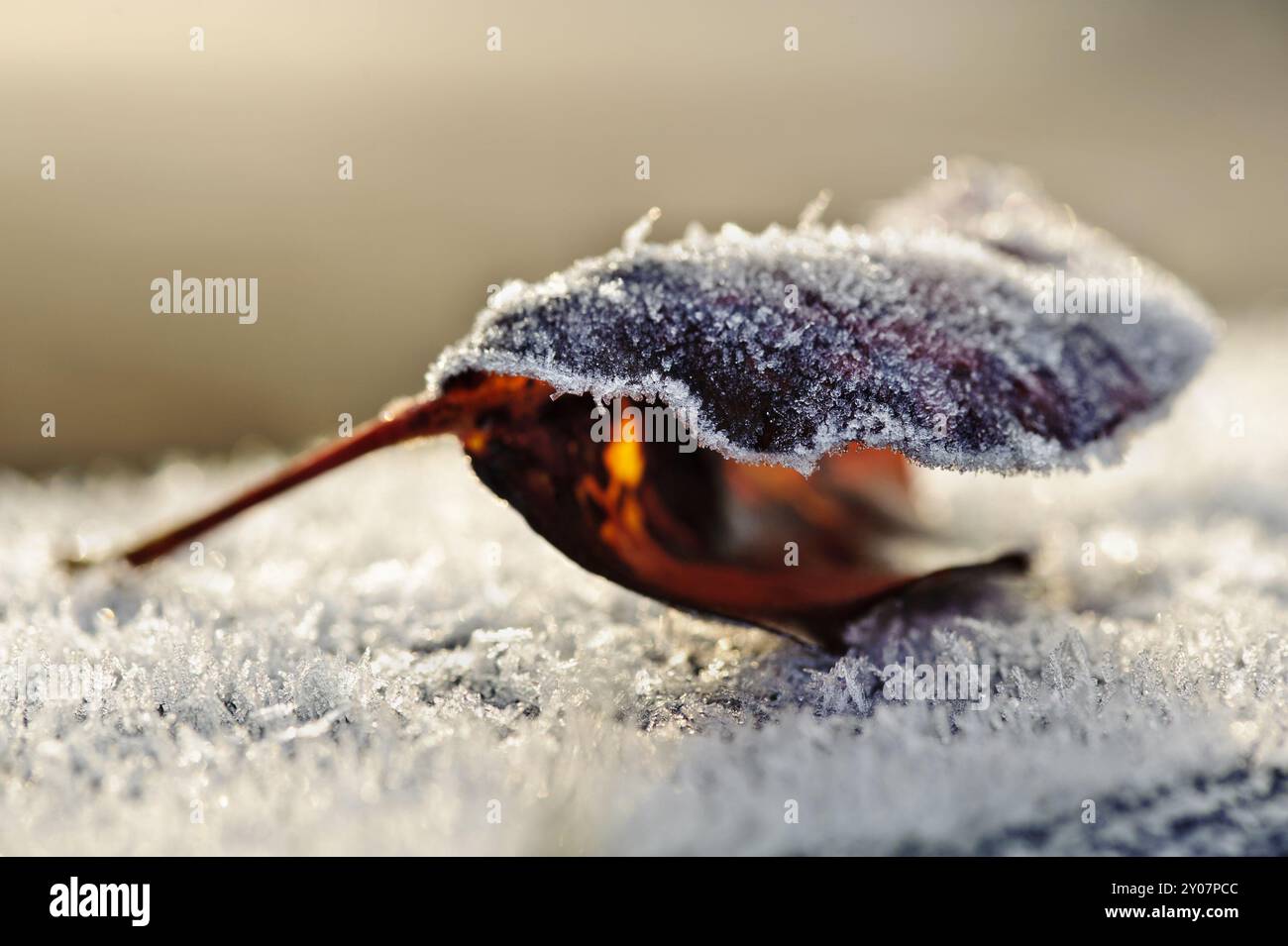 Icy leaf of the wild vine against the light Stock Photo - Alamy