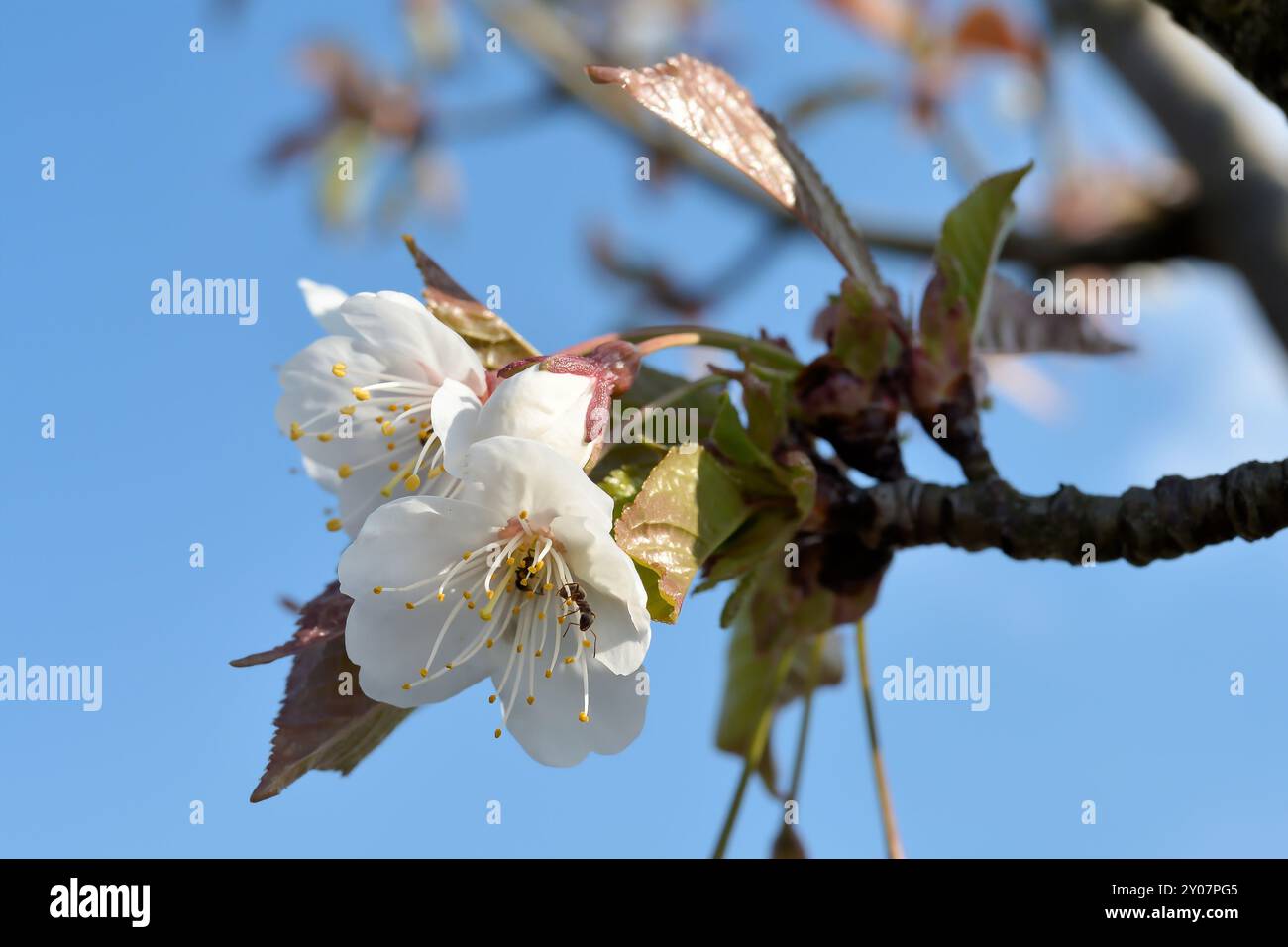 Cherry blossom with ants in spring Stock Photo - Alamy