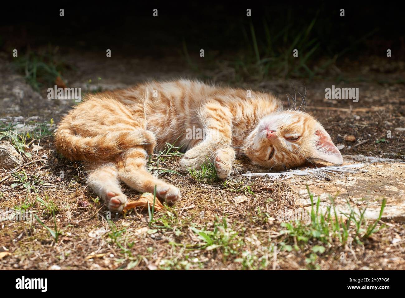 Relaxed cat resting on the foot Stock Photo - Alamy