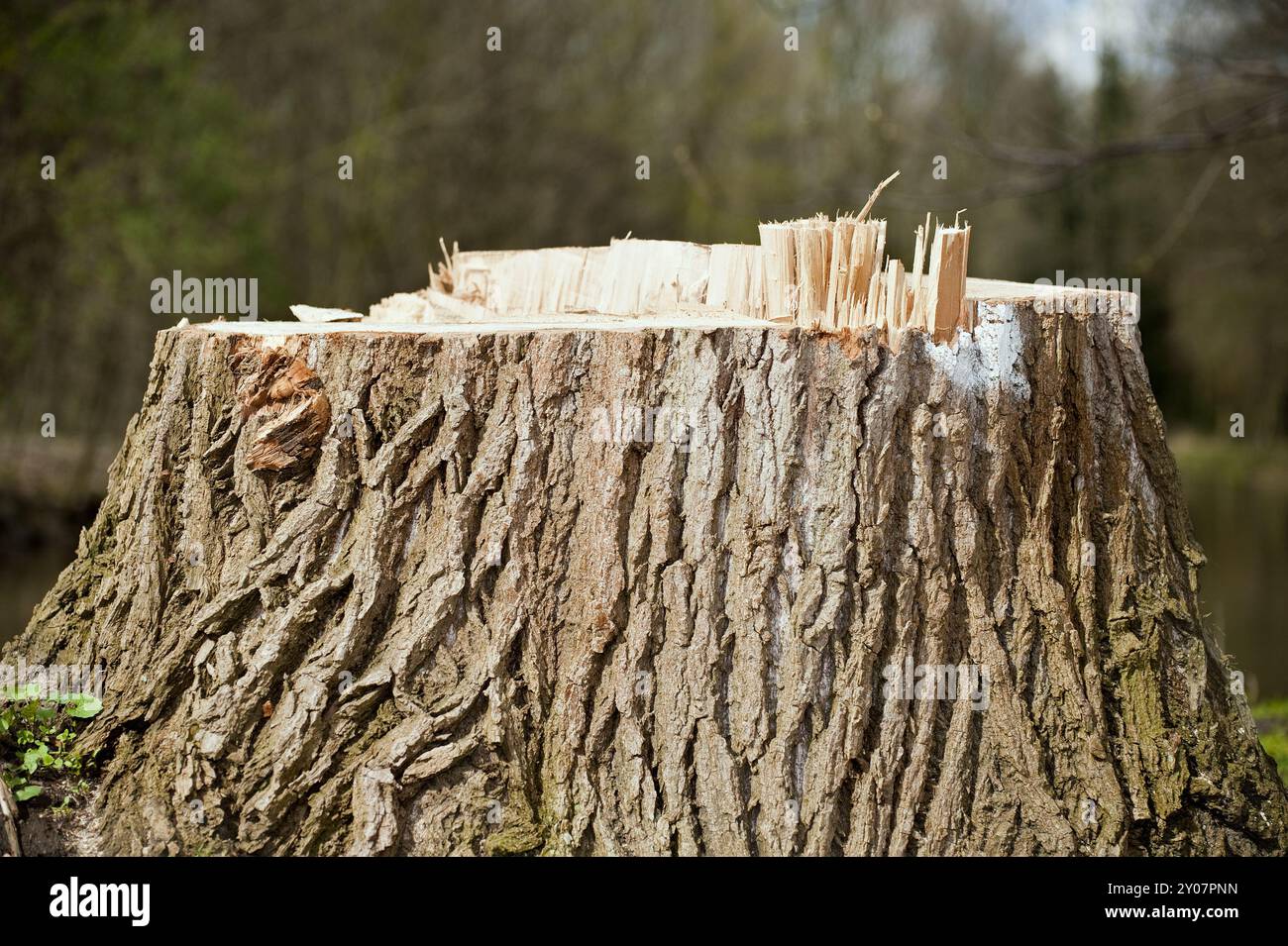 Stump of a sawn-off tree Stock Photo - Alamy