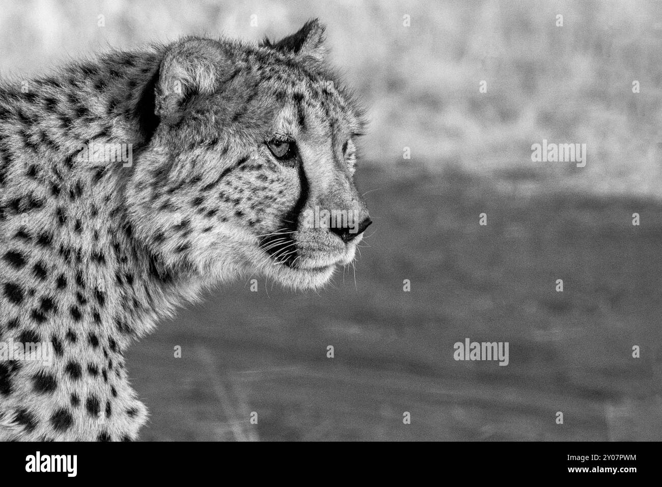 A head portrait of an alert cheetah, the fastest land animal, showing ...
