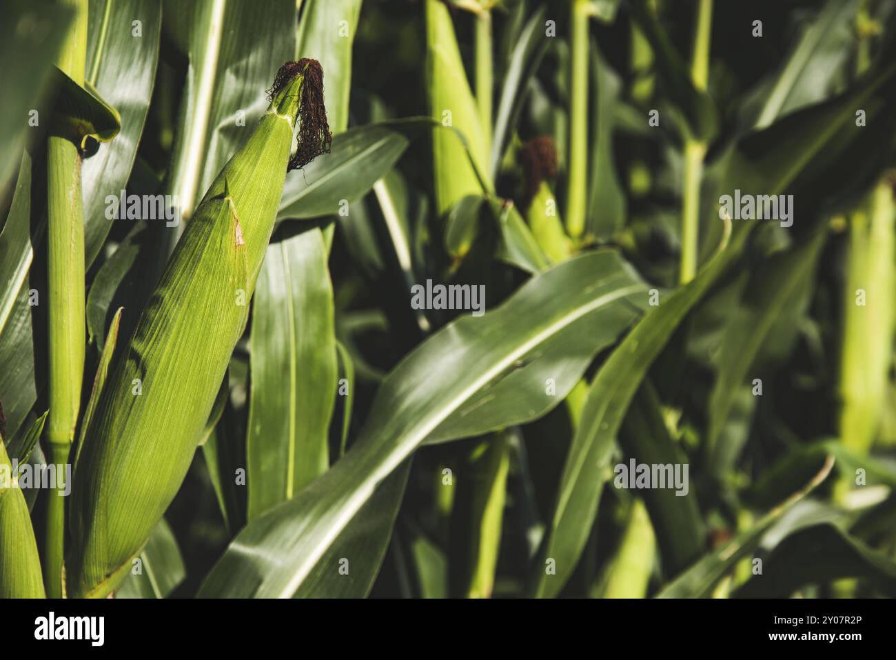 Closeup of a young maize plant in summer. Corn field background Stock ...