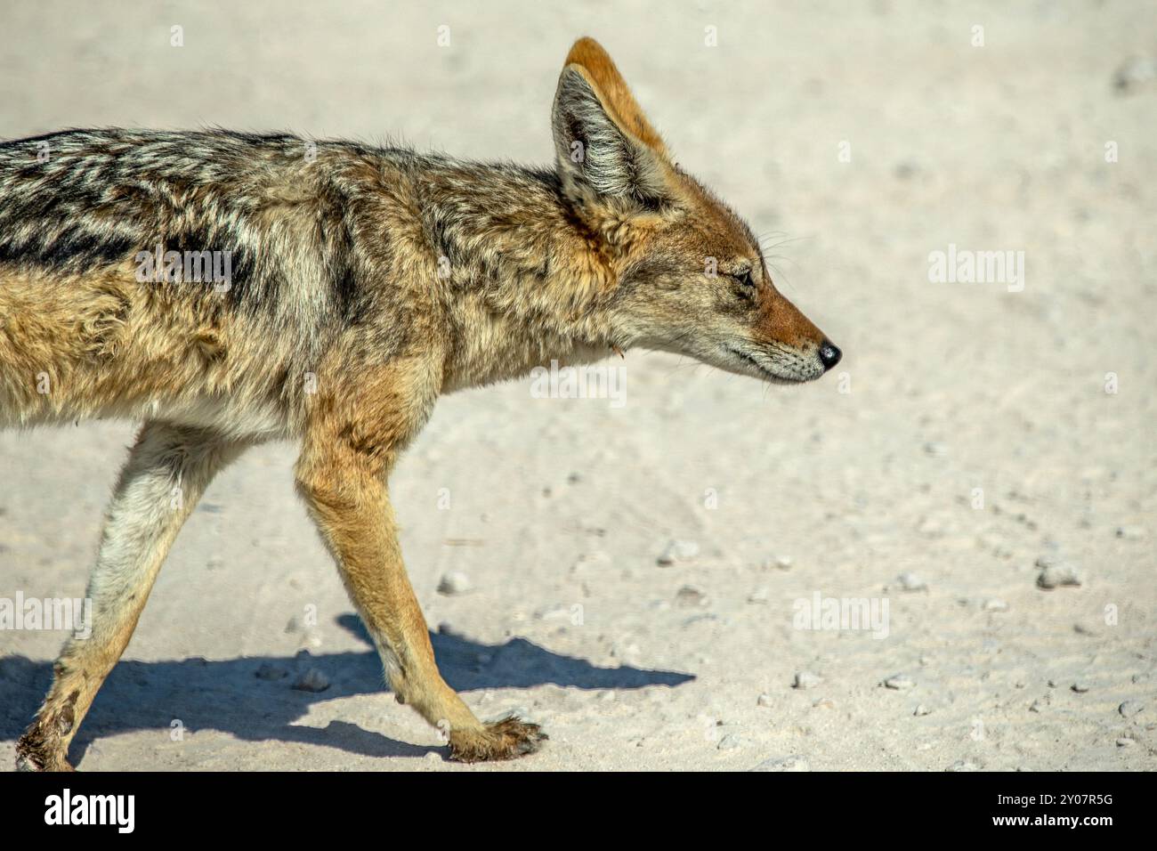 A rather scruffy side-stripe jackal comes to visit after taking a bath ...