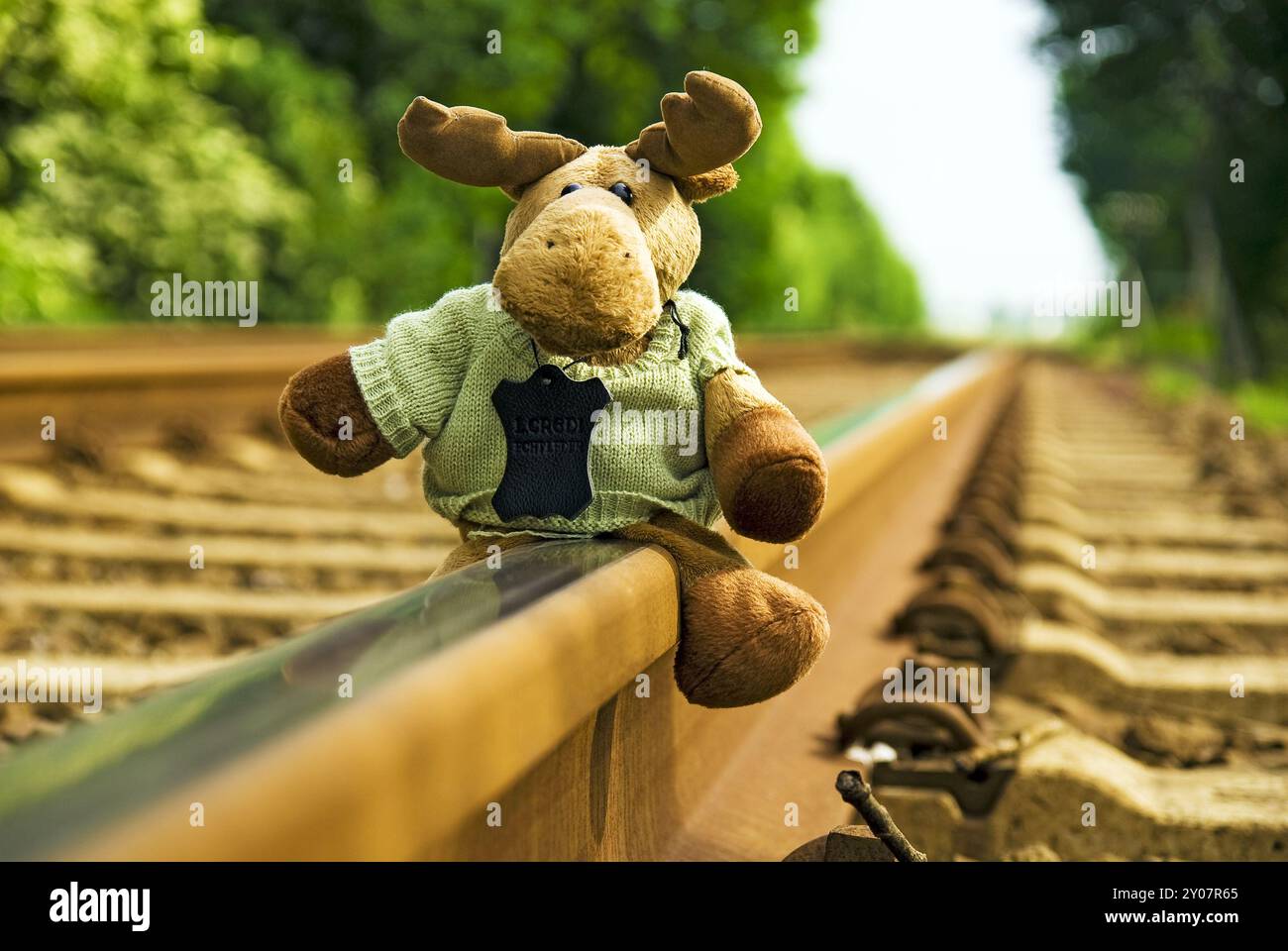 Moose track hi-res stock photography and images - Alamy