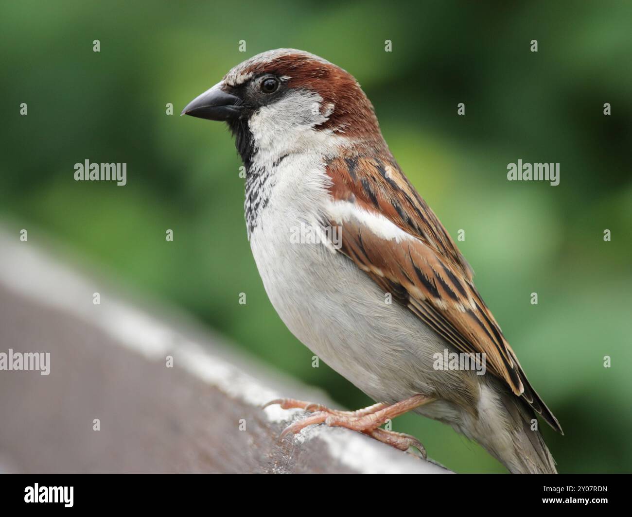 Sparrows sit on fence hi-res stock photography and images - Alamy
