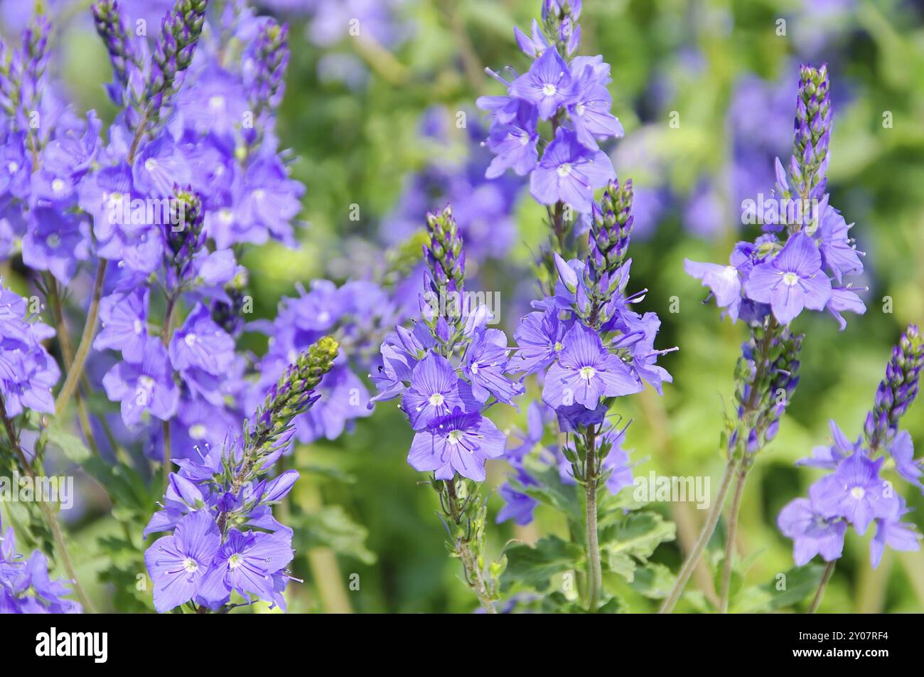 Speedwell blue, gypsyweed 01 Stock Photo - Alamy