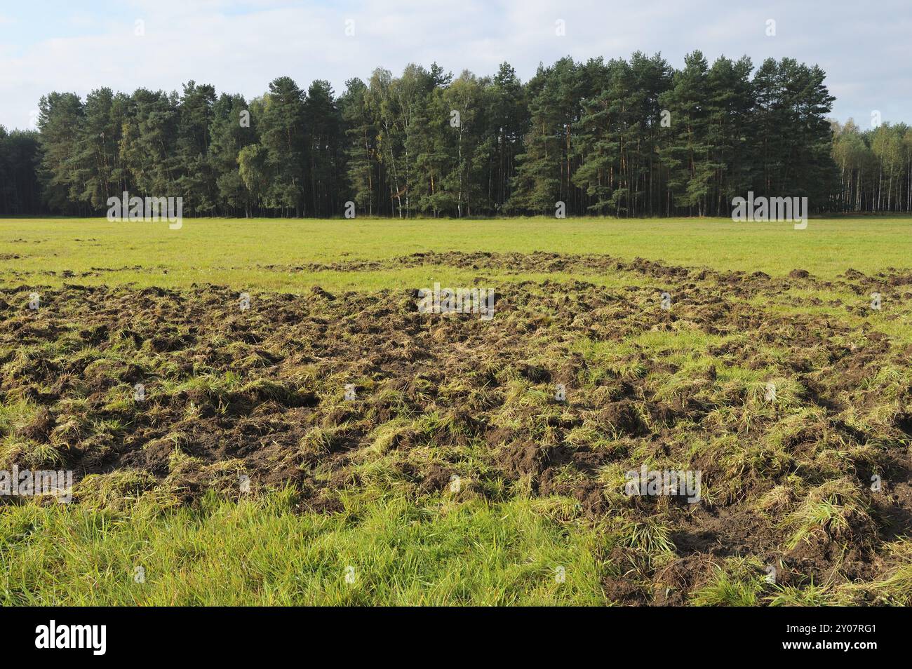 Game damage caused by wild boars in a meadow, Lusatia, Game damage by ...