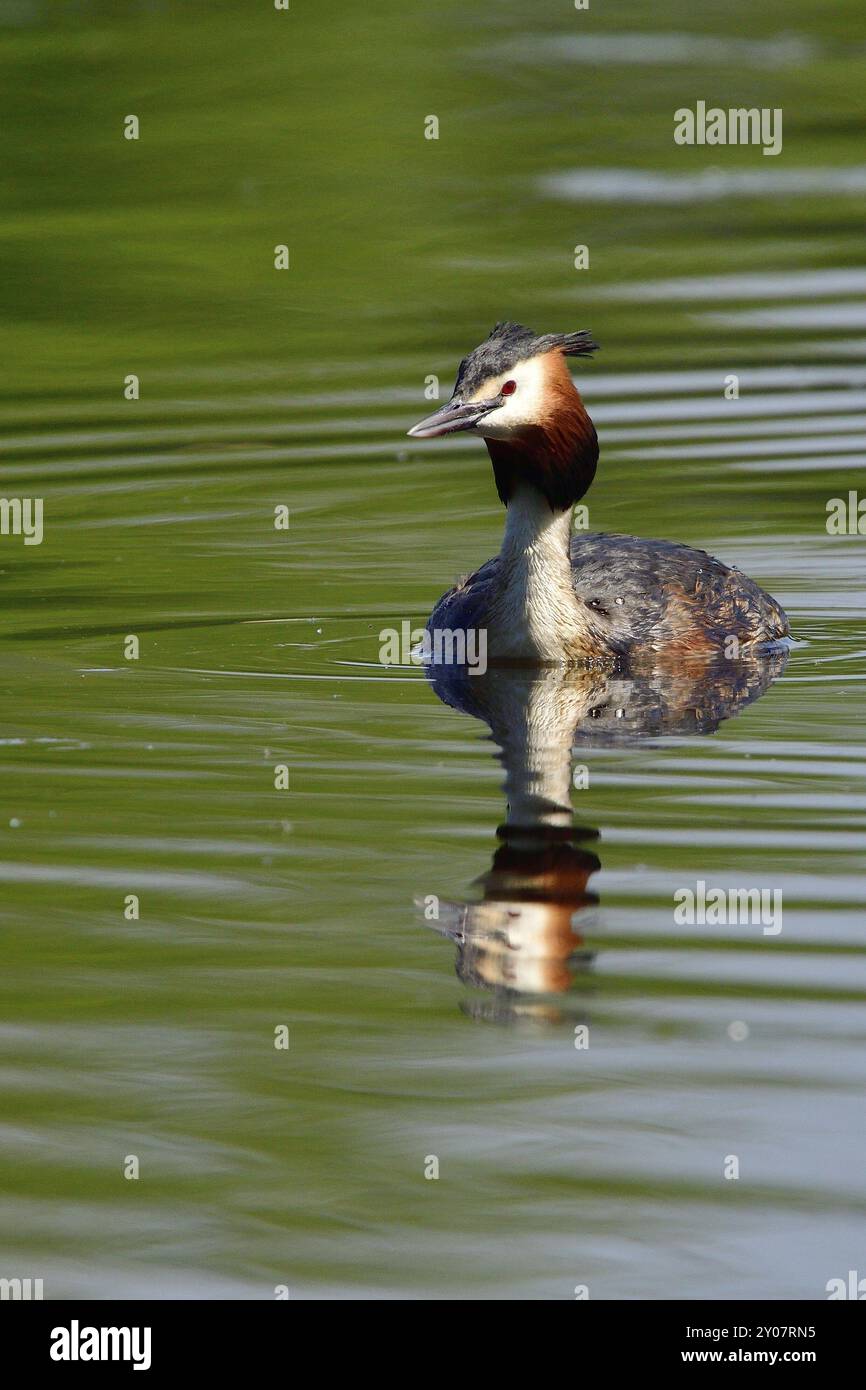 Great crested grebe swimming in a lake. Male great crested grebe in the ...