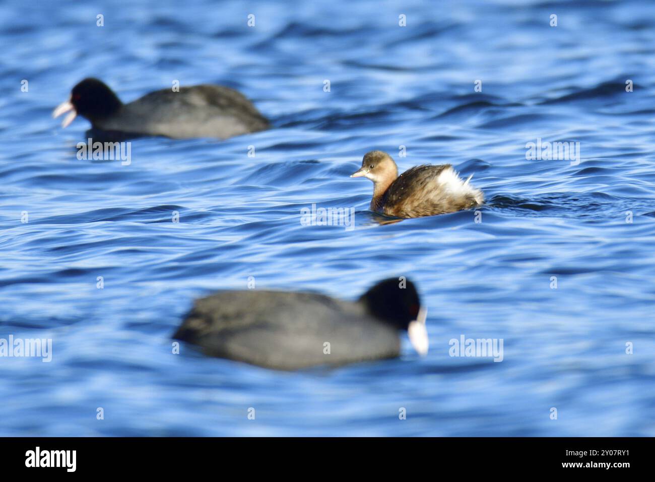 Little Grebe swim in a lake. Little Grebe in a light plumage Stock ...