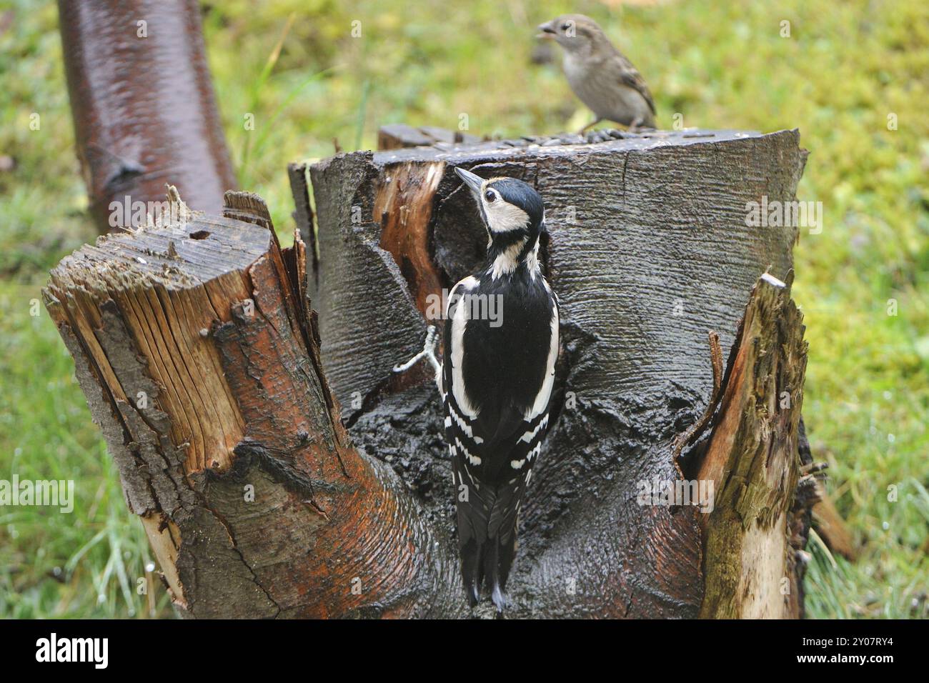 Dendrocopus major, (Picoides major Stock Photo - Alamy